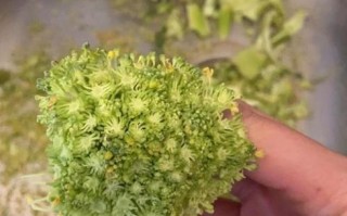西兰花变黄掉籽能吃吗_西兰花变黄掉籽还能吃吗