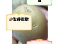 马铃薯发芽了还能不能吃_吃了会中毒吗