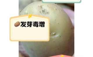 马铃薯发芽了还能不能吃_吃了会中毒吗