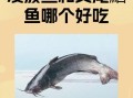 鮰怎么读_鮰鱼是什么鱼