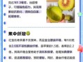 奇异果的营养价值及功效与作用_一天吃几个最好