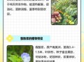 冰粉籽是什么植物_冰粉籽和假酸浆区别