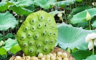 湘莲产地哪里最正宗_湘莲和莲子有什么区别