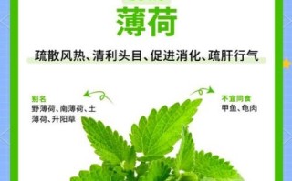薄荷的功效与作用_薄荷能治什么病