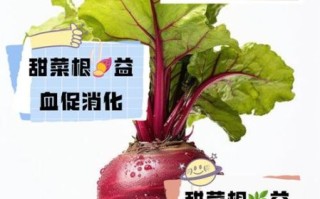 甜菜怎么种_甜菜的功效与作用