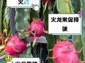 吃火龙果上火吗_火龙果上火还是降火