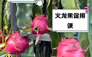 吃火龙果上火吗_火龙果上火还是降火