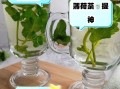 薄荷叶怎么泡水喝_薄荷叶泡水喝的正确方法