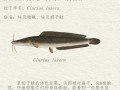 鲶鱼种类有哪些_鲶鱼图片大全怎么区分
