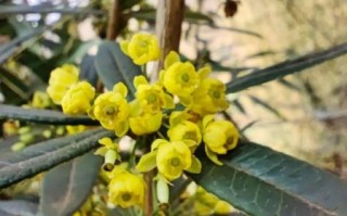 豪猪怎么养_豪猪刺有什么作用