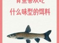 青鱼喜欢吃什么味型的饵料_青鱼饵料味型选择技巧