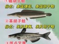 鲶鱼图片大全大图_鲶鱼高清图鉴
