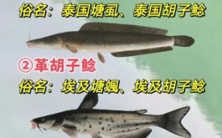 鲶鱼图片大全大图_鲶鱼高清图鉴