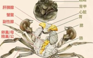 螃蟹的内脏结构图_哪些部位不能吃