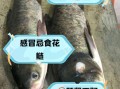 花鲢鱼什么人不能吃_花鲢鱼禁忌人群