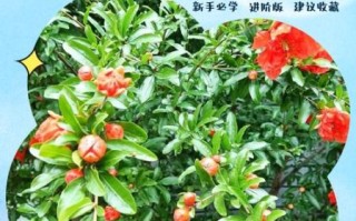 石榴树怎么种植_石榴树如何管理