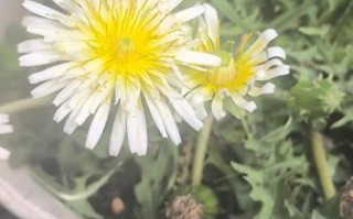 蒲公英的样子图片大全_如何辨别真假蒲公英