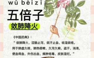 五倍子是什么_五倍子功效与作用