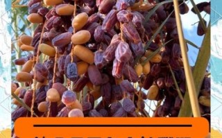 椰枣产地哪里_椰枣哪个国家最好