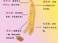 高丽参图片真假辨别_高丽参功效与作用有哪些