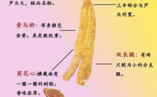 高丽参图片真假辨别_高丽参功效与作用有哪些