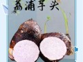 香芋和芋头哪个好吃_口感区别在哪