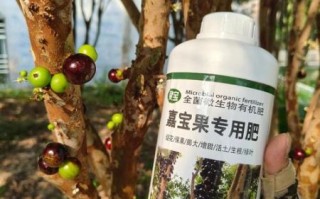 嘉宝果树施什么肥才结果_嘉宝果树结果期用什么肥料