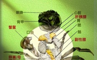 螃蟹不能和什么一起吃_吃螃蟹的禁忌食物有哪些