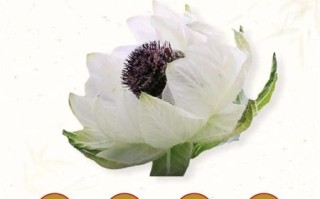 正宗天山雪莲多少钱一斤_如何辨别真假