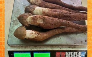 鸡枞菌多少钱一斤_鸡枞菌图片怎么挑