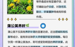 蒲公英对肝脏的损害_蒲公英伤肝是真的吗