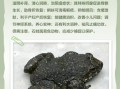 石蛙养殖技术_石蛙养殖成本利润分析