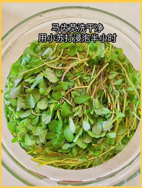 马齿苋菜团子怎么做_马齿苋菜团子家常做法-第3张图片-山城妙识 马齿苋菜团子怎么做_马齿苋菜团子家常做法-第3张图片-山城妙识