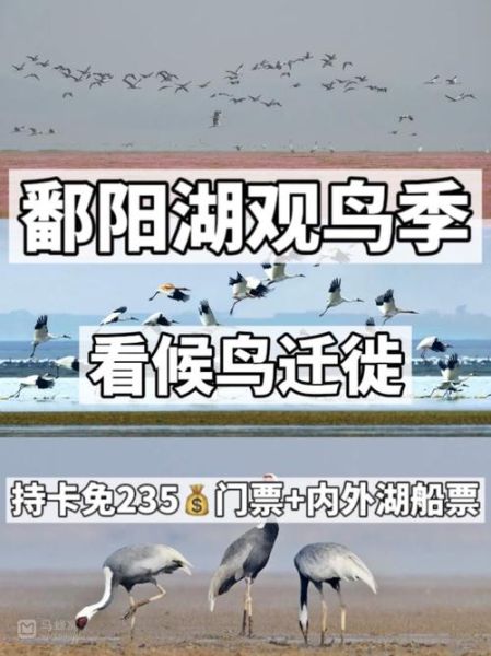 鄱阳湖一日游路线_鄱阳湖观鸟最佳时间-第2张图片-山城妙识 鄱阳湖一日游路线_鄱阳湖观鸟最佳时间-第2张图片-山城妙识