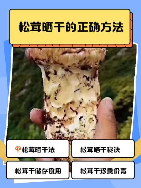 干松茸怎么泡发_干松茸的家常做法-第3张图片-山城妙识 干松茸怎么泡发_干松茸的家常做法-第3张图片-山城妙识