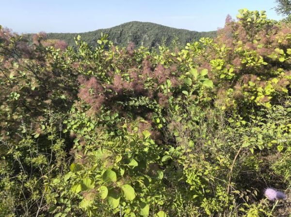 南岭的地理意义是什么_南岭对气候的影响有哪些-第2张图片-山城妙识 南岭的地理意义是什么_南岭对气候的影响有哪些-第2张图片-山城妙识