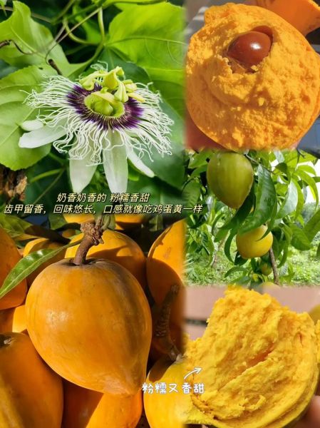 鸡蛋果子怎么做_鸡蛋果子的家常做法-第2张图片-山城妙识 鸡蛋果子怎么做_鸡蛋果子的家常做法-第2张图片-山城妙识