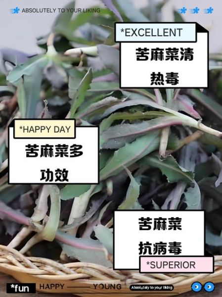 麻菜怎么做_麻菜的家常做法步骤-第2张图片-山城妙识 麻菜怎么做_麻菜的家常做法步骤-第2张图片-山城妙识