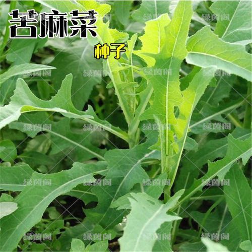 麻菜怎么做_麻菜的家常做法步骤-第3张图片-山城妙识 麻菜怎么做_麻菜的家常做法步骤-第3张图片-山城妙识