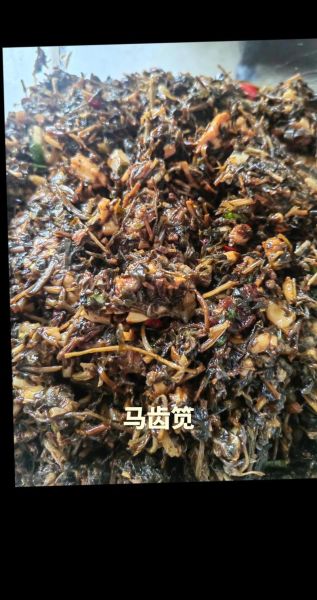 马齿菜包子馅怎么做_马齿菜包子馅做法窍门-第1张图片-山城妙识 马齿菜包子馅怎么做_马齿菜包子馅做法窍门-第1张图片-山城妙识