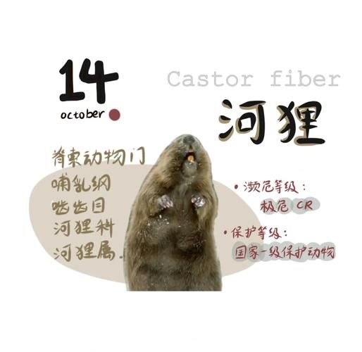 地理狸是什么动物_地理狸和狸猫区别-第2张图片-山城妙识