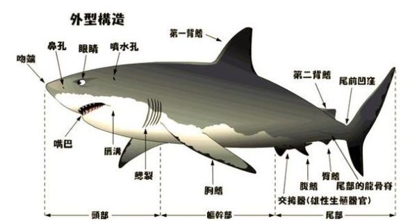 地理鲨是什么_地理鲨分布在哪里-第3张图片-山城妙识 地理鲨是什么_地理鲨分布在哪里-第3张图片-山城妙识