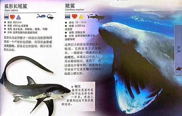 地理鲨是什么_地理鲨分布在哪里-第2张图片-山城妙识 地理鲨是什么_地理鲨分布在哪里-第2张图片-山城妙识