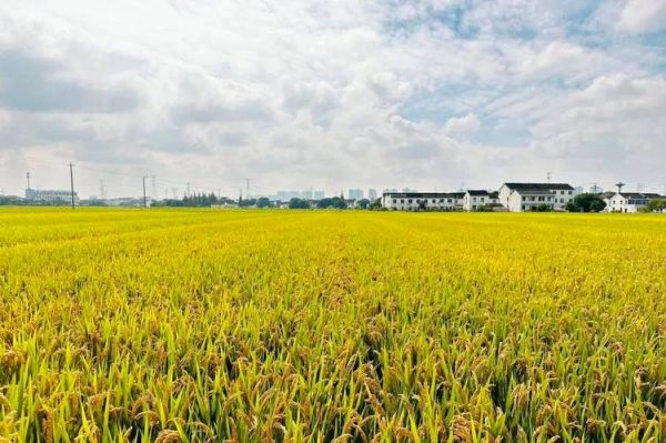 南方地区为什么被称为“鱼米之乡”_长江中下游平原农业特点-第2张图片-山城妙识 南方地区为什么被称为“鱼米之乡”_长江中下游平原农业特点-第2张图片-山城妙识