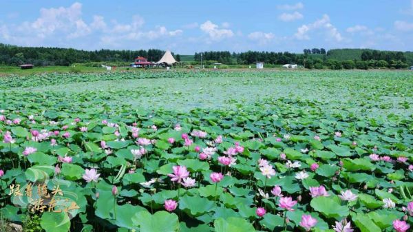 绥化市旅游景点有哪些_绥化周边一日游去哪好-第1张图片-山城妙识 绥化市旅游景点有哪些_绥化周边一日游去哪好-第1张图片-山城妙识