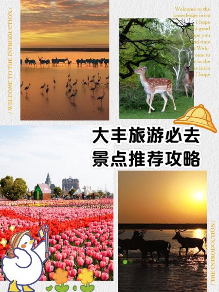 大丰旅游景点有哪些_大丰最值得去的地方-第3张图片-山城妙识
