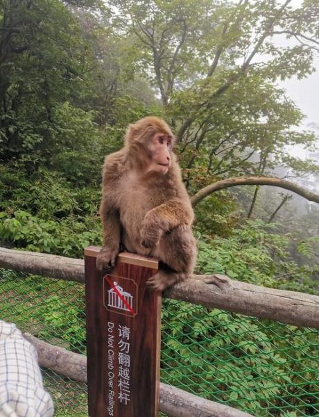 峨眉山猴子在哪个景点_看野生猴群最佳位置-第1张图片-山城妙识 峨眉山猴子在哪个景点_看野生猴群最佳位置-第1张图片-山城妙识