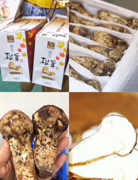鲜松茸怎么保存_鲜松茸的家常做法-第2张图片-山城妙识