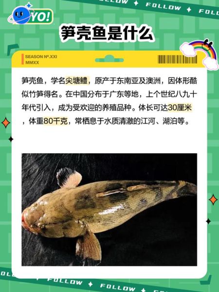 竹鱼怎么做好吃_竹鱼的家常做法-第3张图片-山城妙识