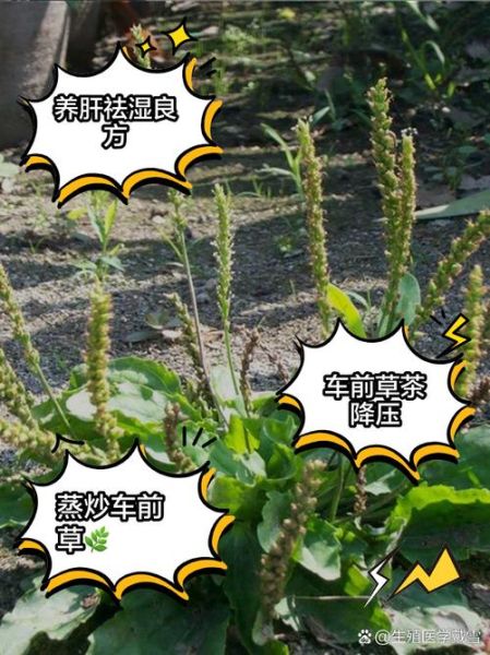 车前草怎么煮水_车前草煮水的正确做法-第3张图片-山城妙识 车前草怎么煮水_车前草煮水的正确做法-第3张图片-山城妙识